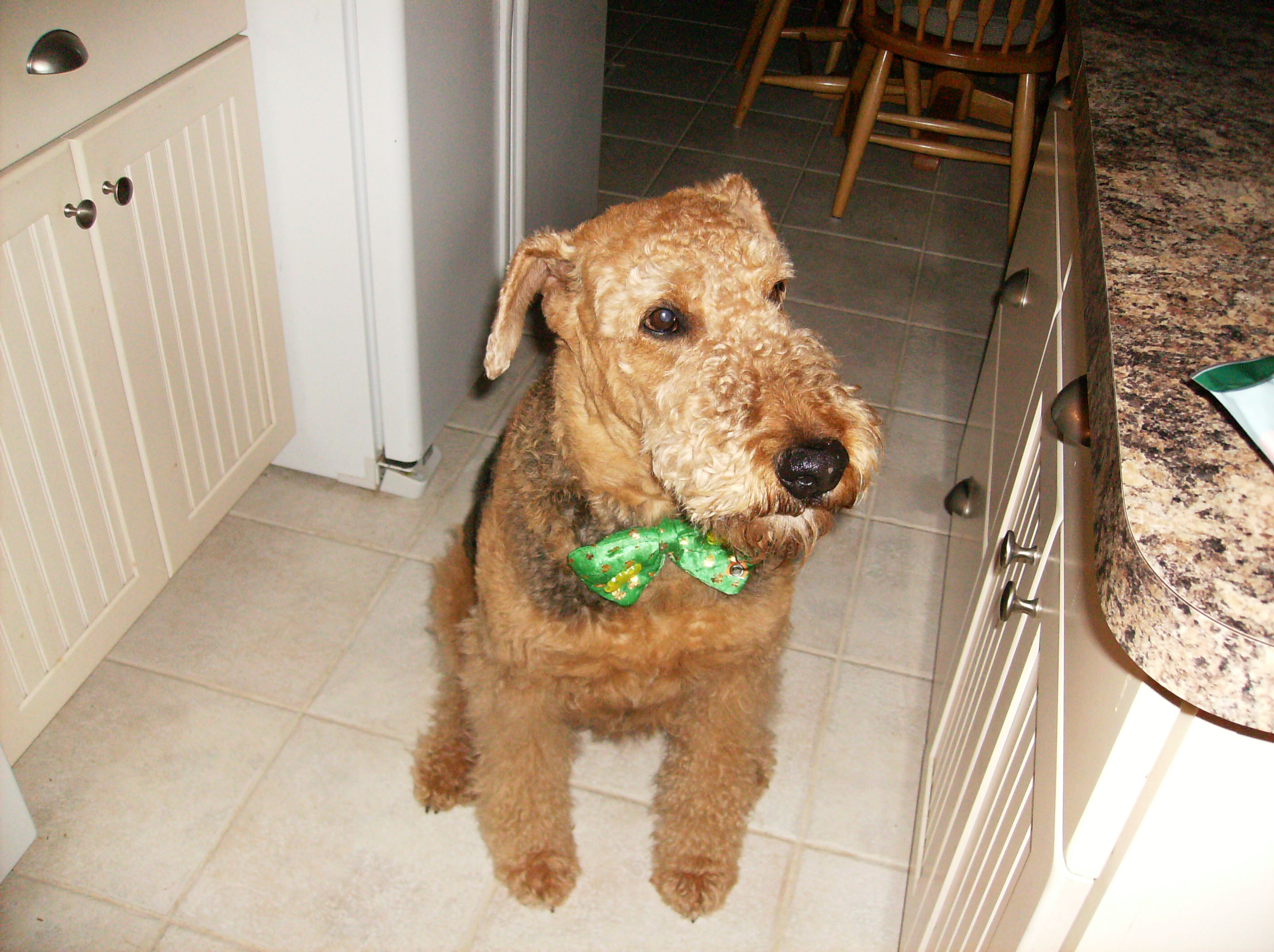 Airedale Terrier | GreatDogSite