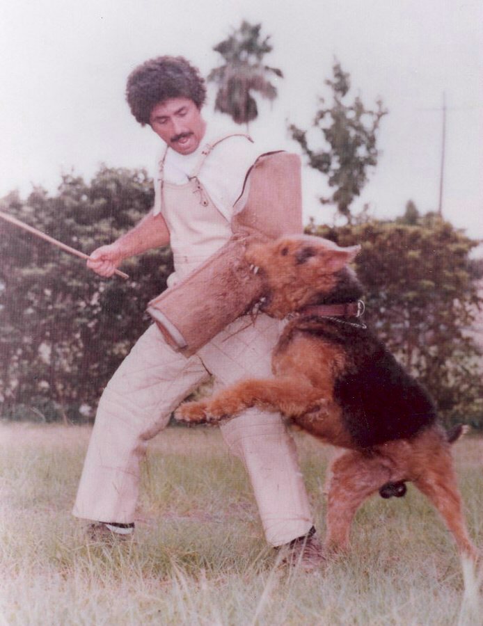 Airedale Terrier | GreatDogSite