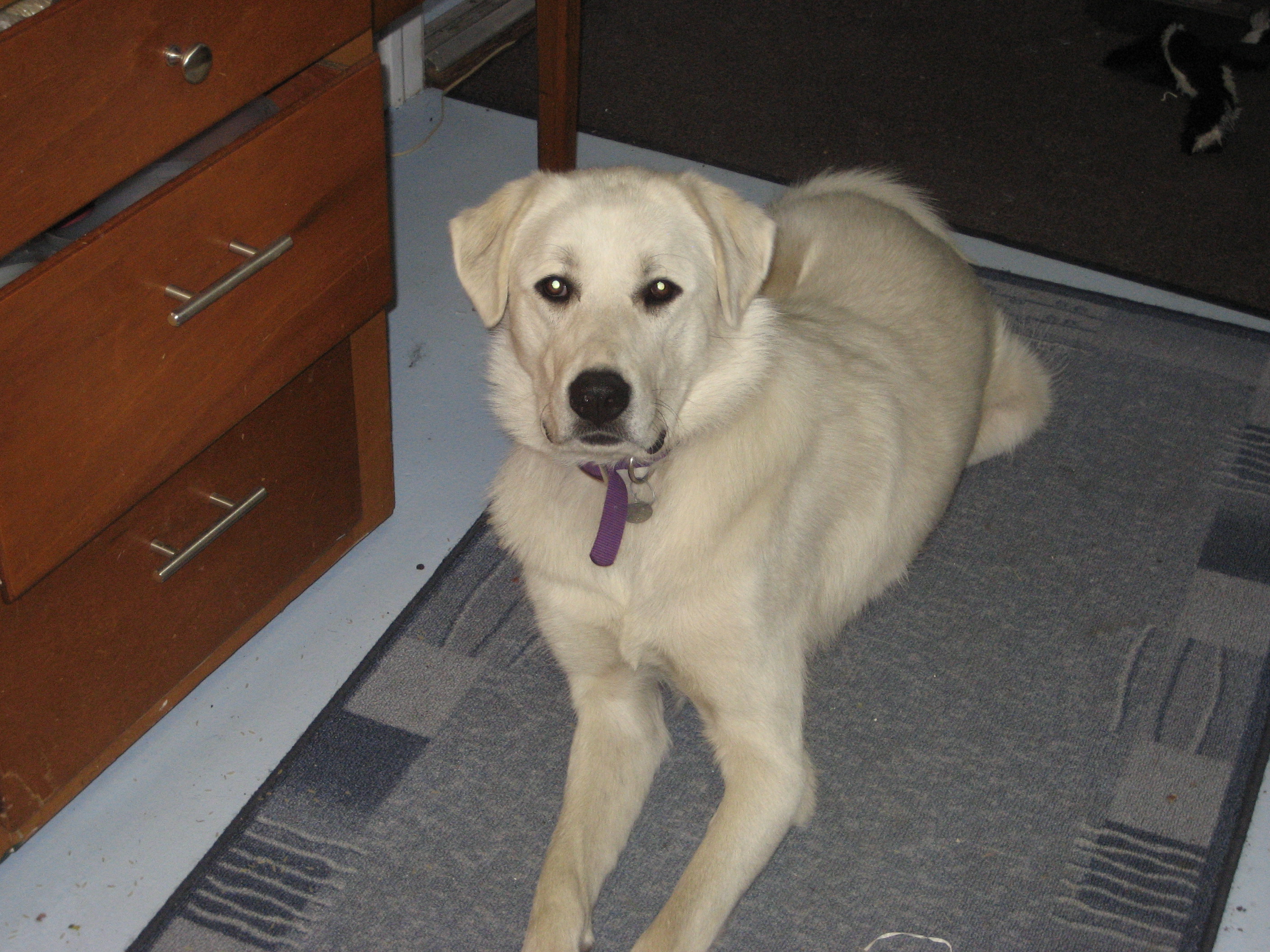 Akbash Dog | GreatDogSite