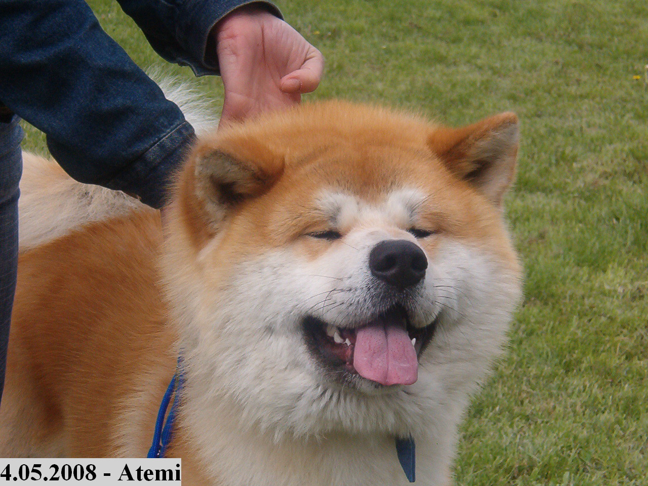 Akita Inu | GreatDogSite