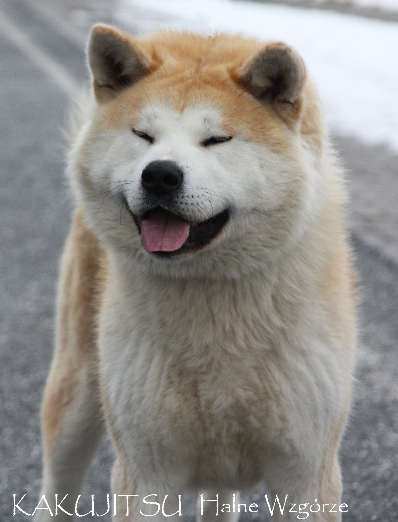 Akita Inu | GreatDogSite