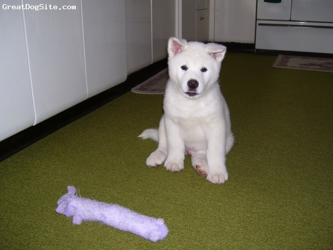 A photo of a 3 months old old, white, Akita Inu - This is Yukon ...