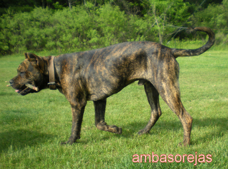 Alano Espanol | GreatDogSite