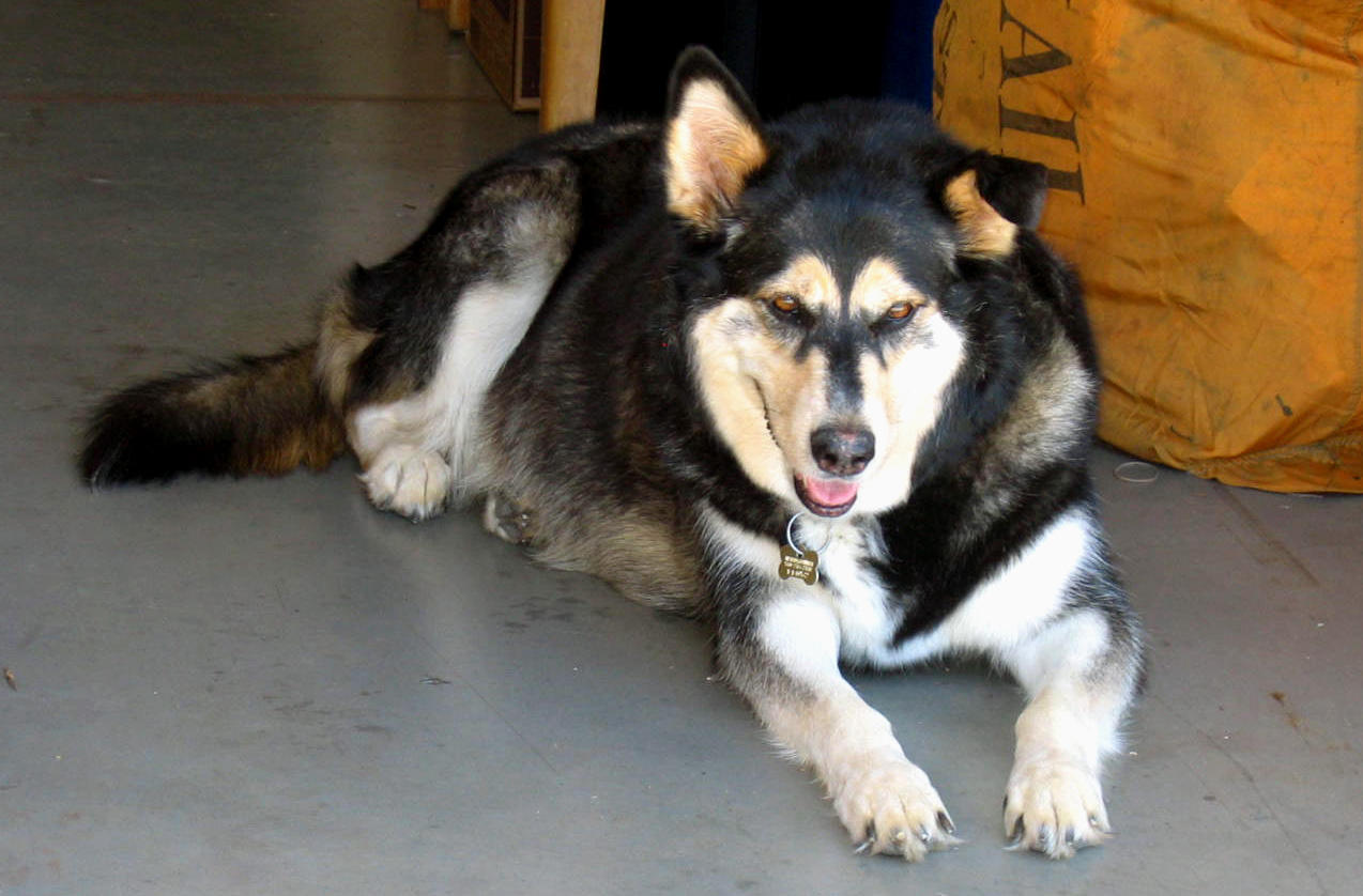 Alaskan Husky | GreatDogSite