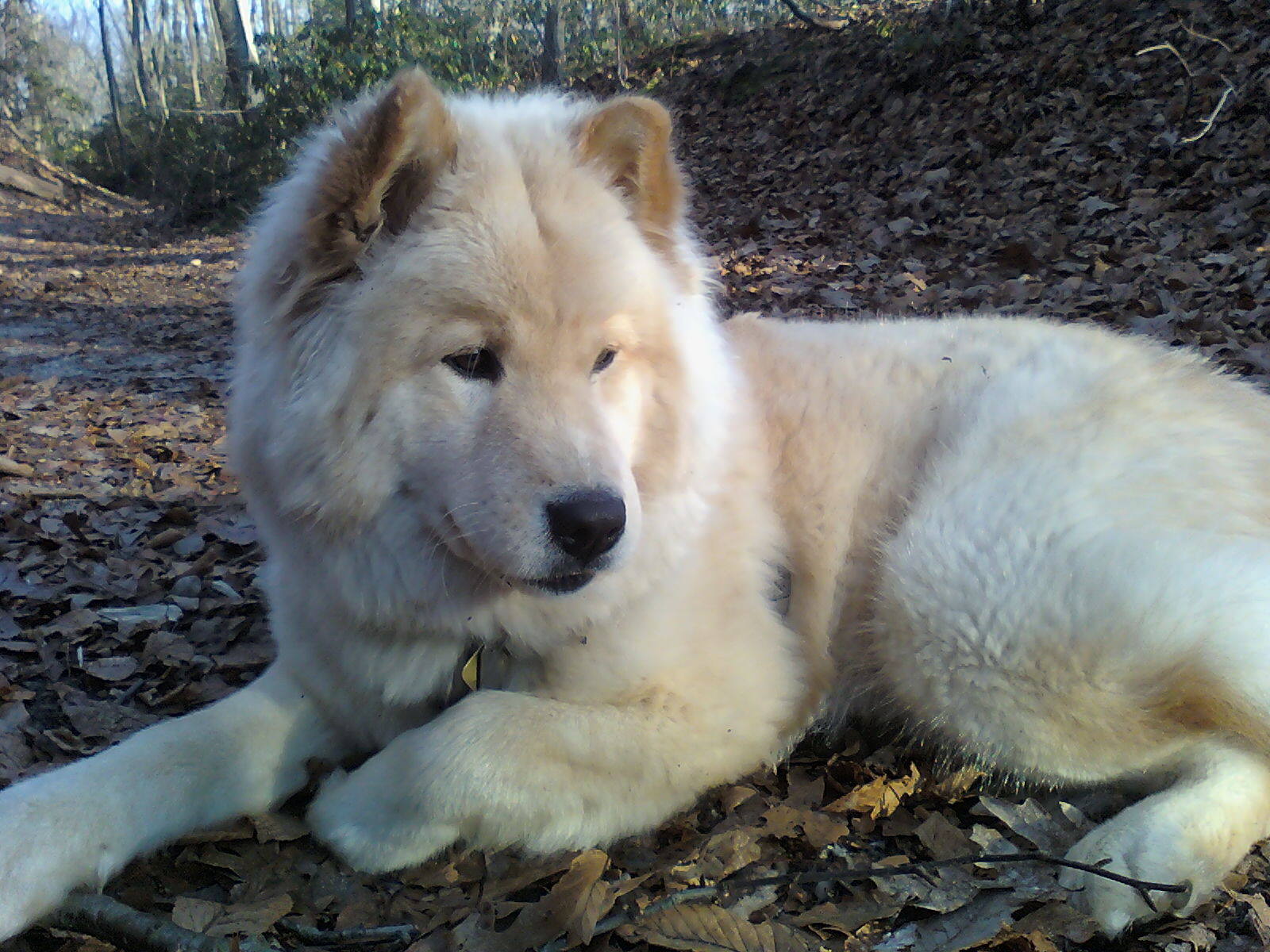 Alaskan Husky | GreatDogSite