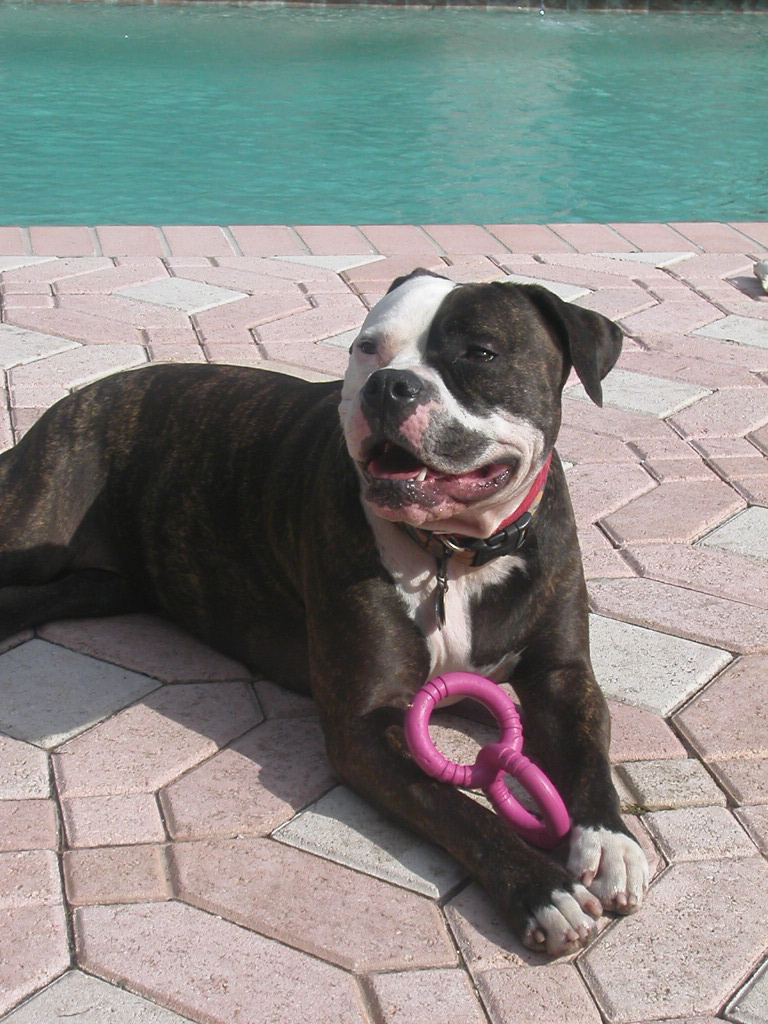 American Bulldog | GreatDogSite