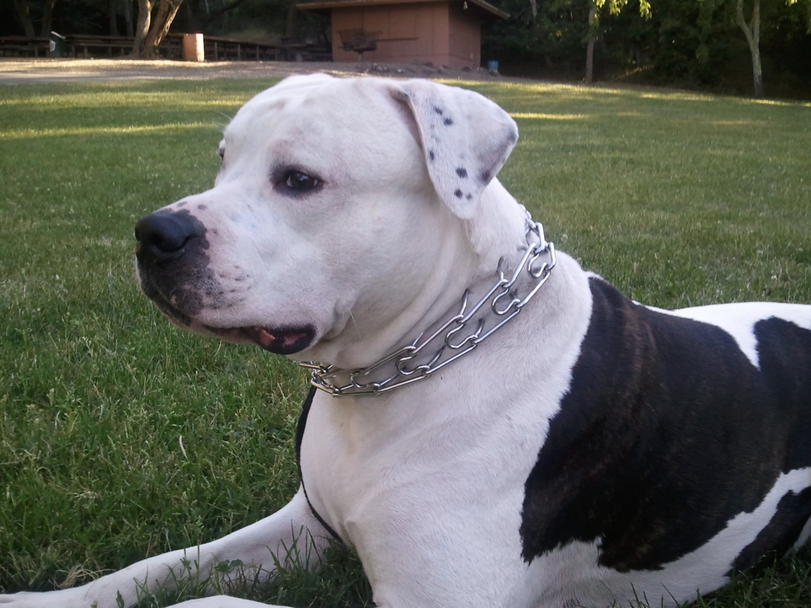 American Bulldog | GreatDogSite
