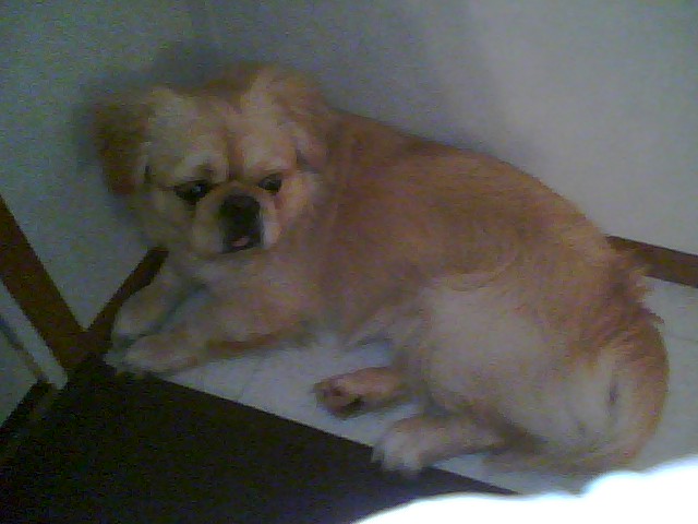 American Bullnese | GreatDogSite