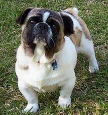 American Bullnese | GreatDogSite