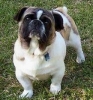 American Bullnese Information, Pictures, Reviews and Q&A | GreatDogSite.com