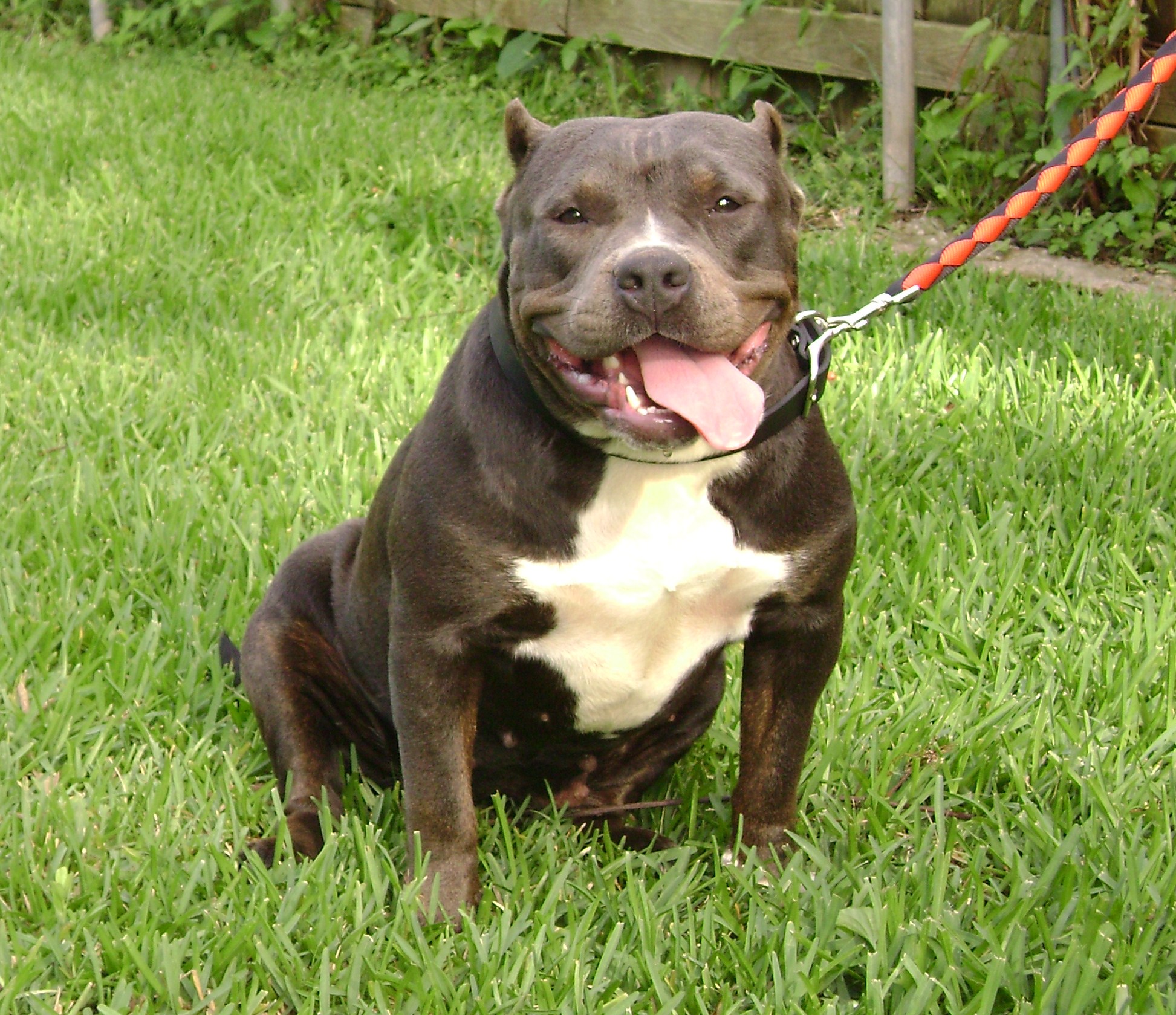 American Pit Bull Terrier | GreatDogSite