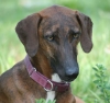 Azawakh Hound Information, Pictures, Reviews and Q&A | GreatDogSite.com