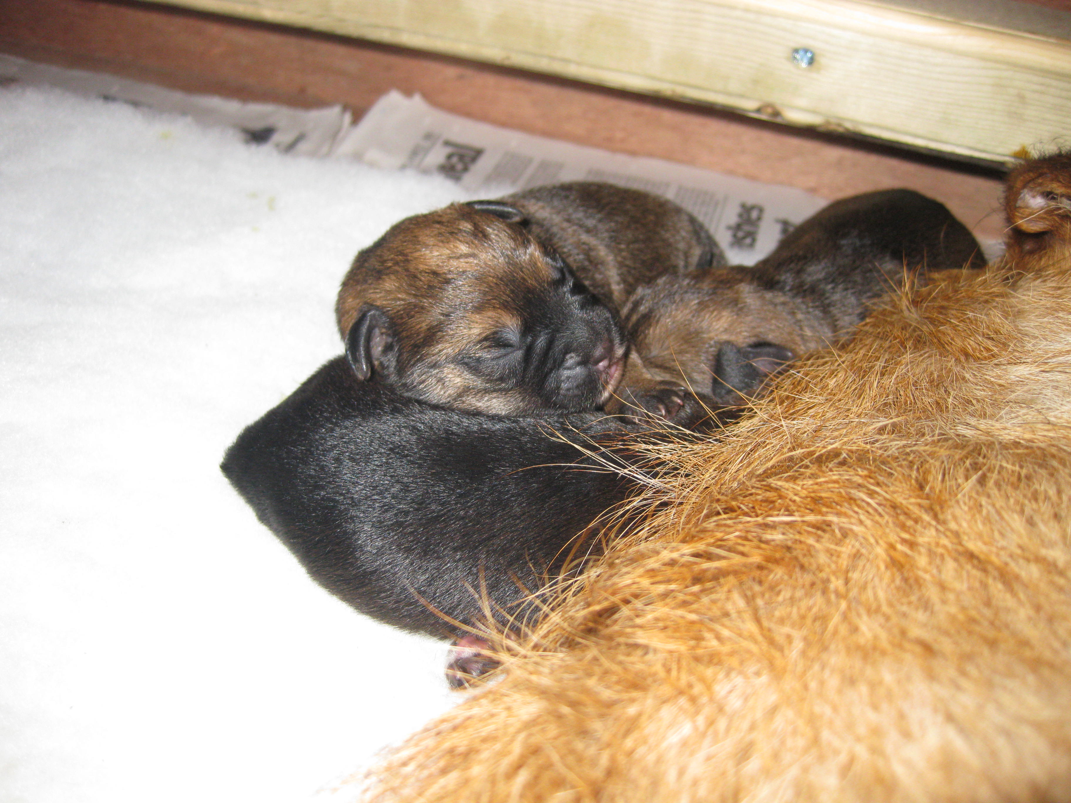 BD Terrier | GreatDogSite