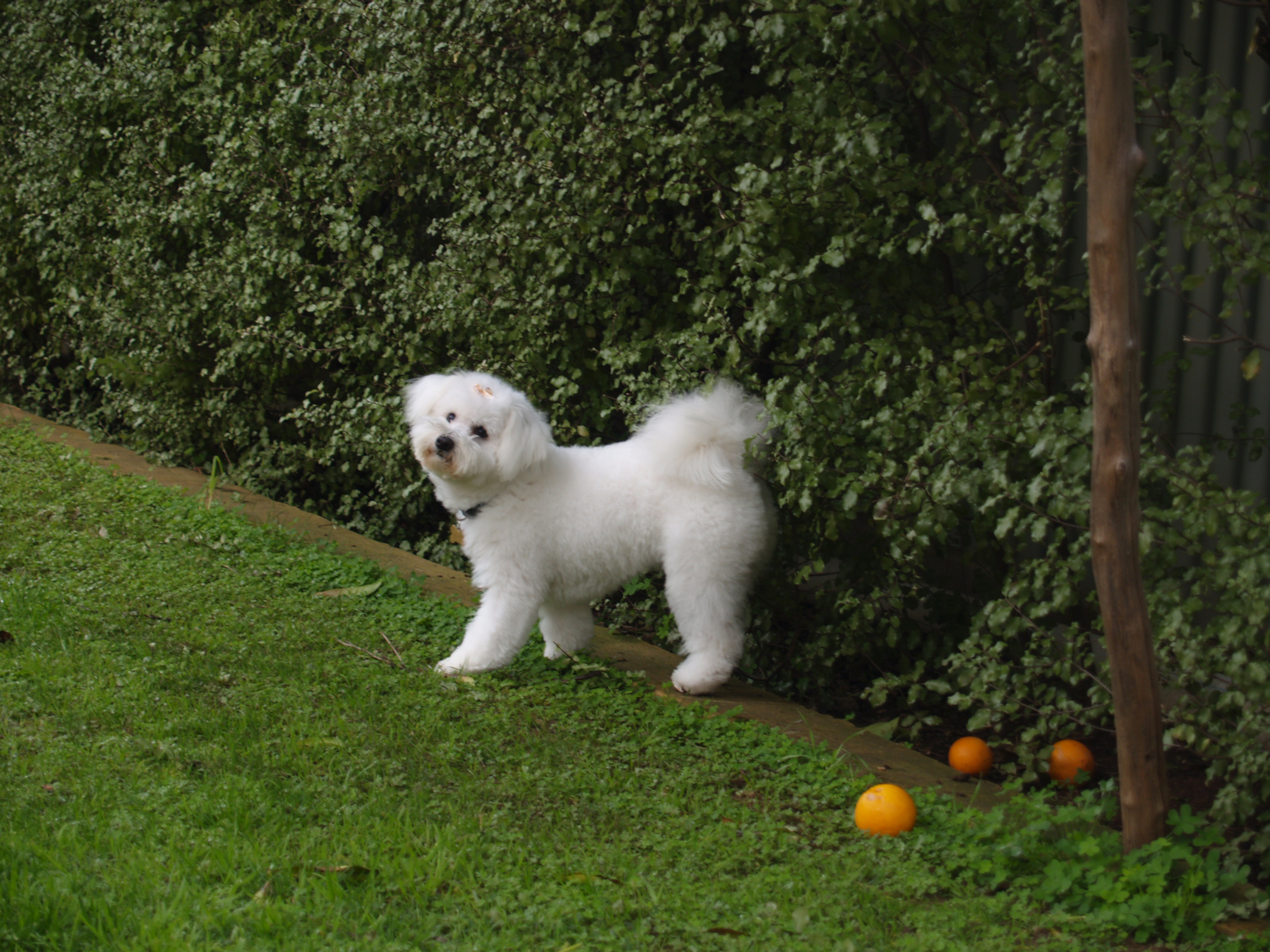Bichon Frise | GreatDogSite