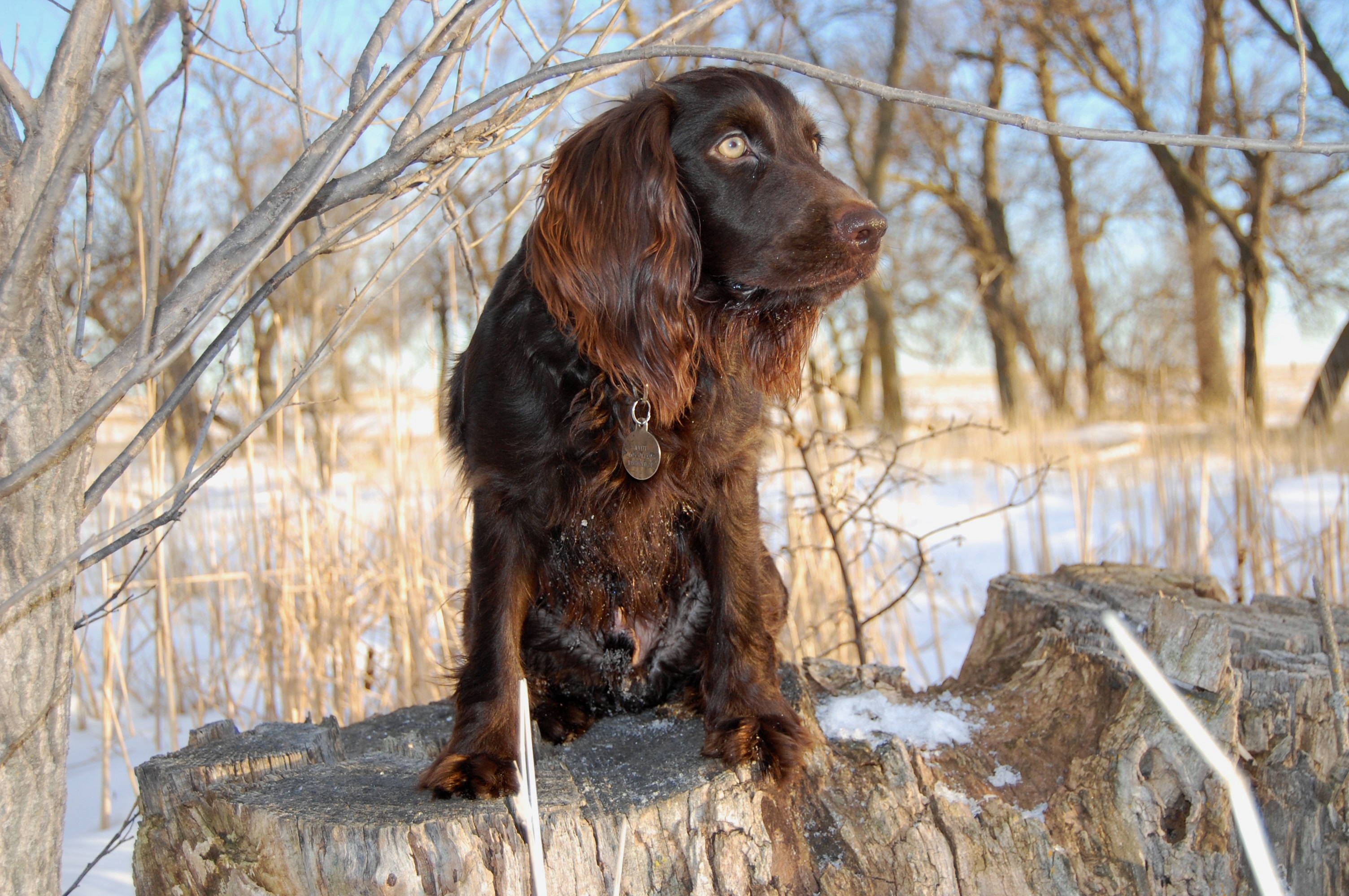 Boykin Spaniel | GreatDogSite