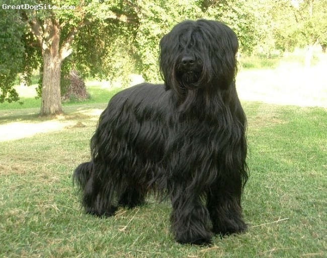 A photo of a unsure old, Black, Briard - Briard | GreatDogSite.com