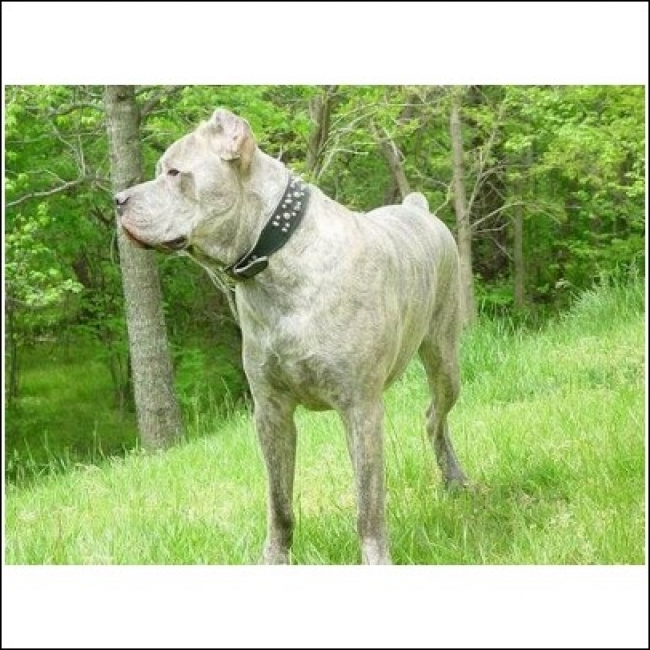 A photo of a 8mos. old, Blue Brindle, Cane Corso Italiano - Very stable ...