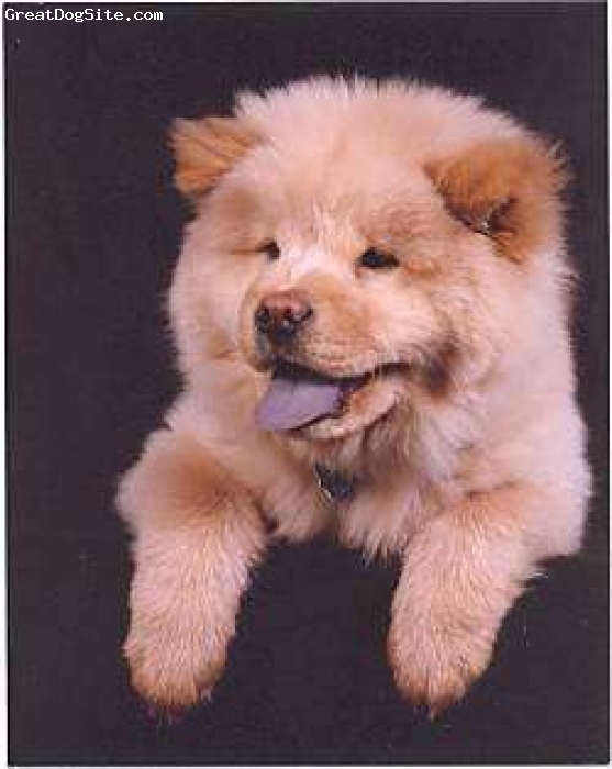 A photo of a 3 old, gold, Chow Chow - she is faver friendly ...