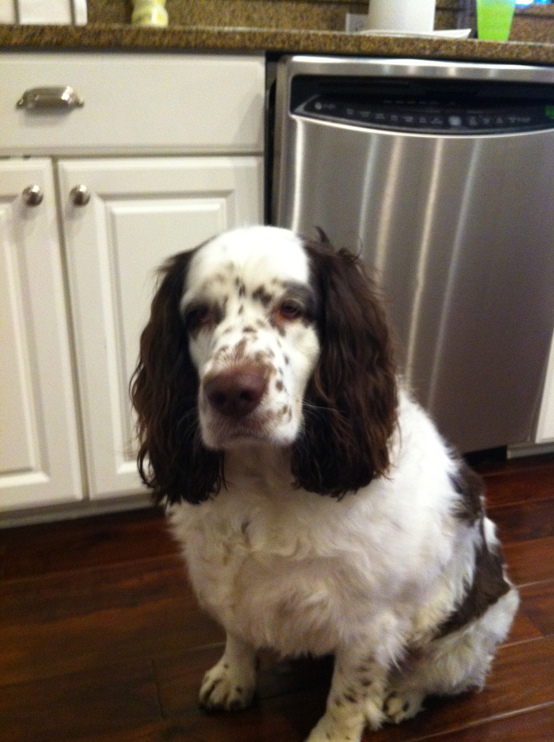 Cluminger Spaniel | GreatDogSite