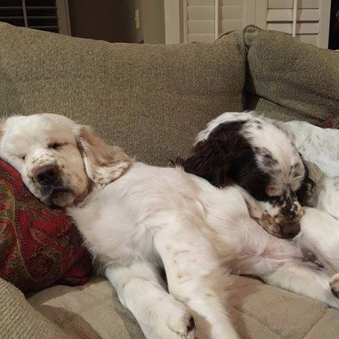 Cluminger Spaniel | GreatDogSite