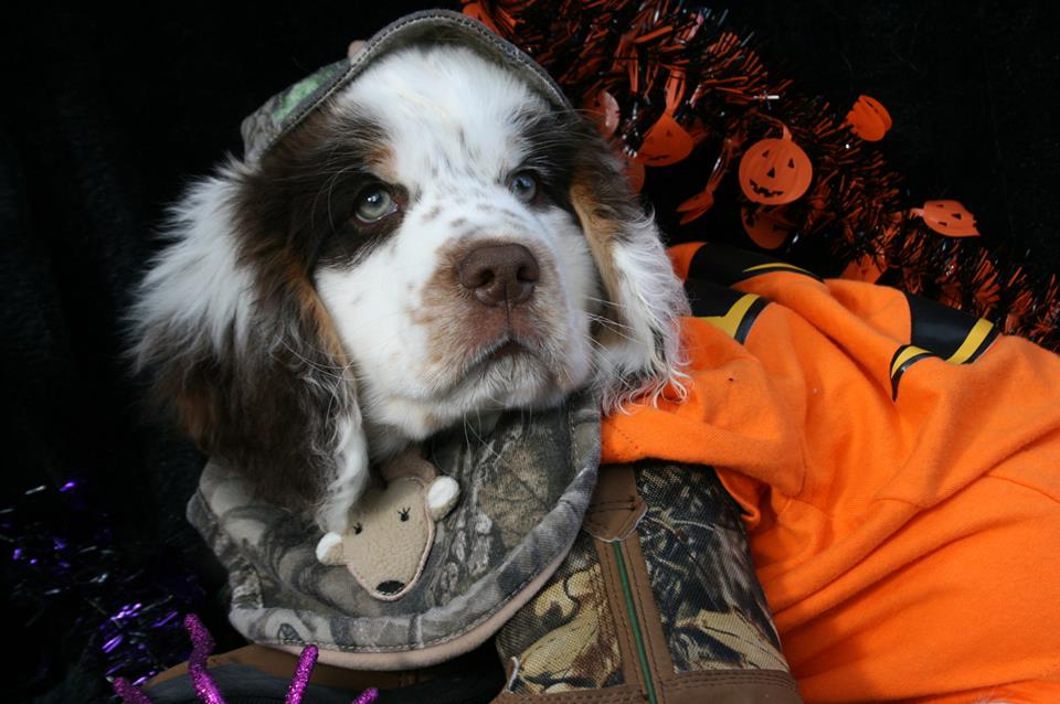 Cluminger Spaniel | GreatDogSite