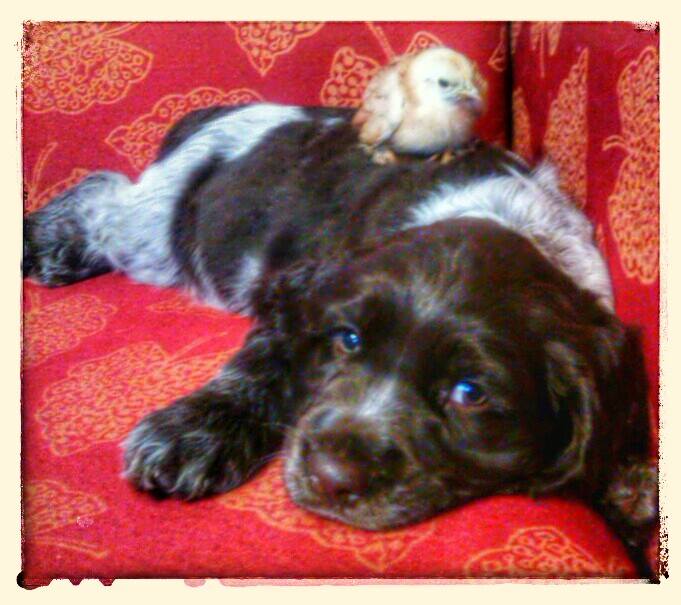 Cluminger Spaniel | GreatDogSite