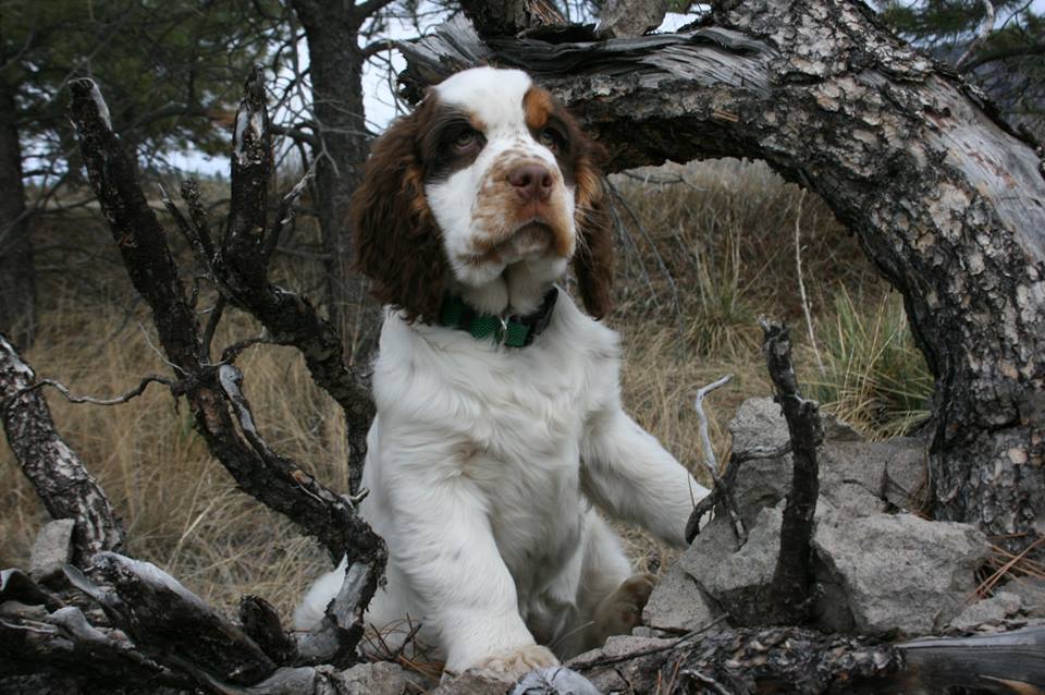 Cluminger Spaniel | GreatDogSite