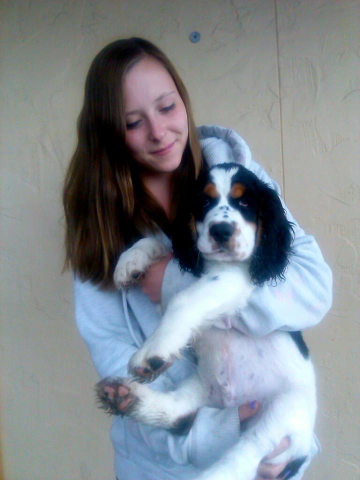 Cluminger Spaniel | GreatDogSite