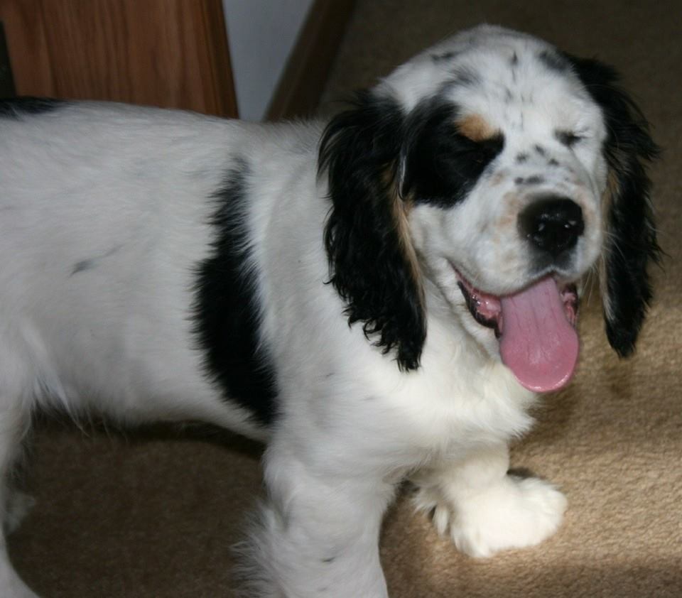 Cluminger Spaniel | GreatDogSite