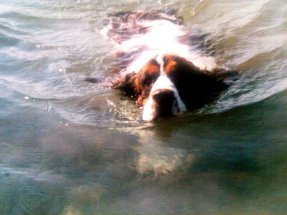 Cluminger Spaniel | GreatDogSite