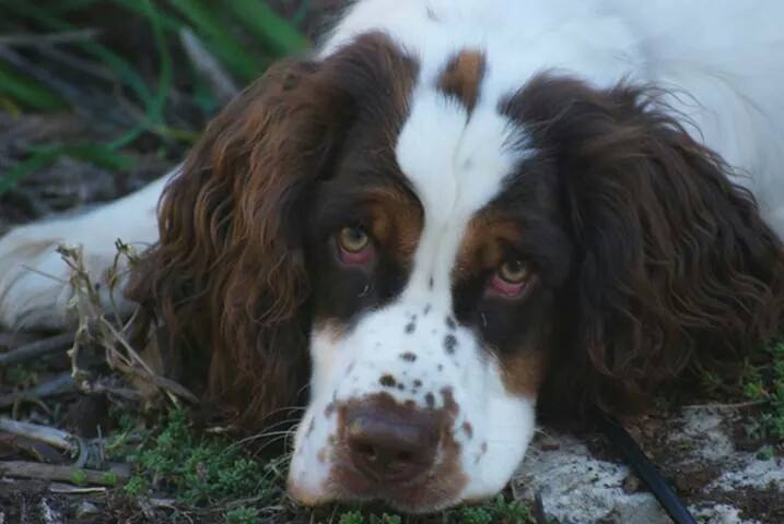 Cluminger Spaniel | GreatDogSite