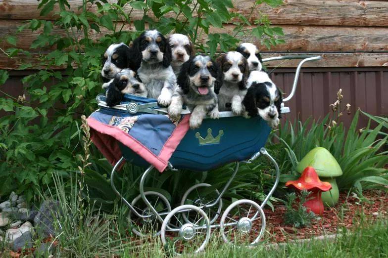 Cluminger Spaniel | GreatDogSite