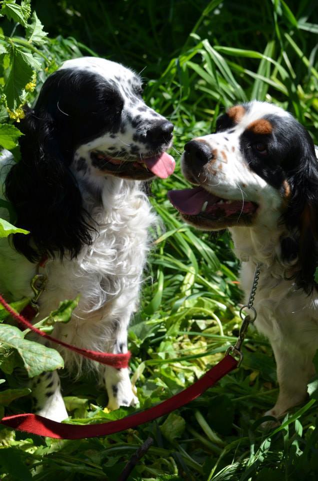 Cluminger Spaniel | GreatDogSite