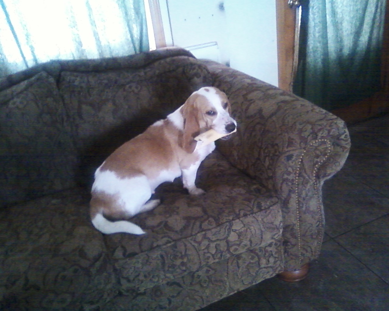 Corgi Basset Information, Pictures, Reviews and Q&A | GreatDogSite.com