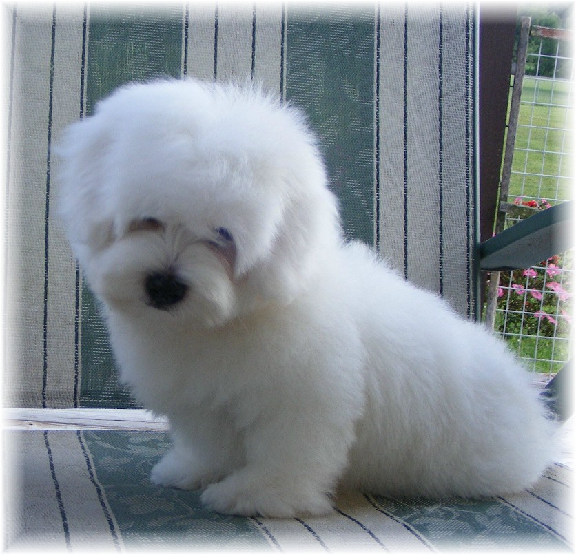 Coton De Tulear | GreatDogSite