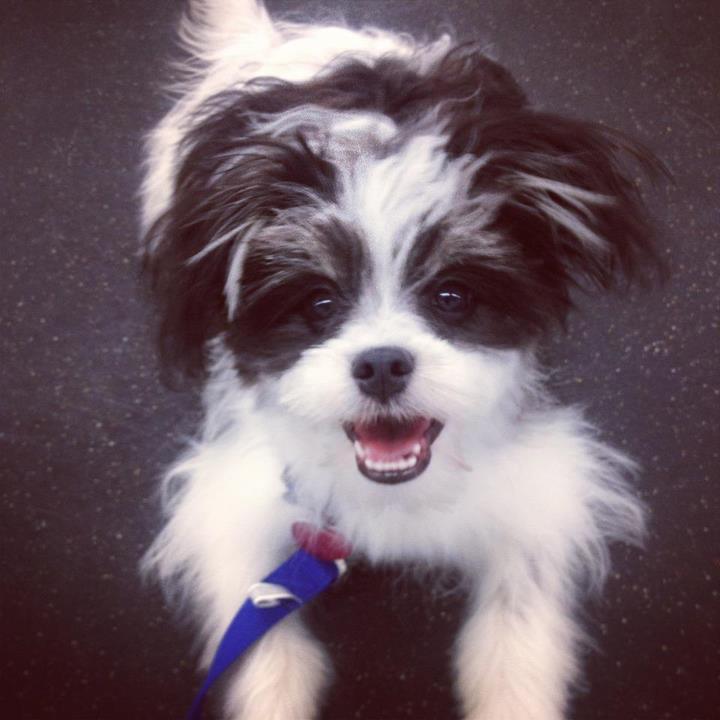 Coton De Tulear | GreatDogSite