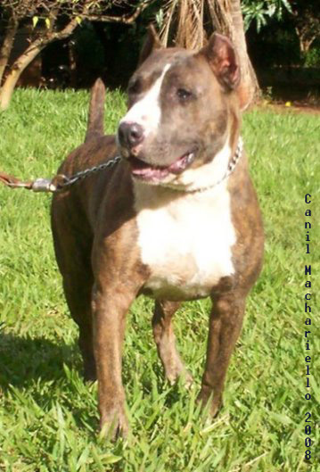 Dogue Brasileiro | GreatDogSite