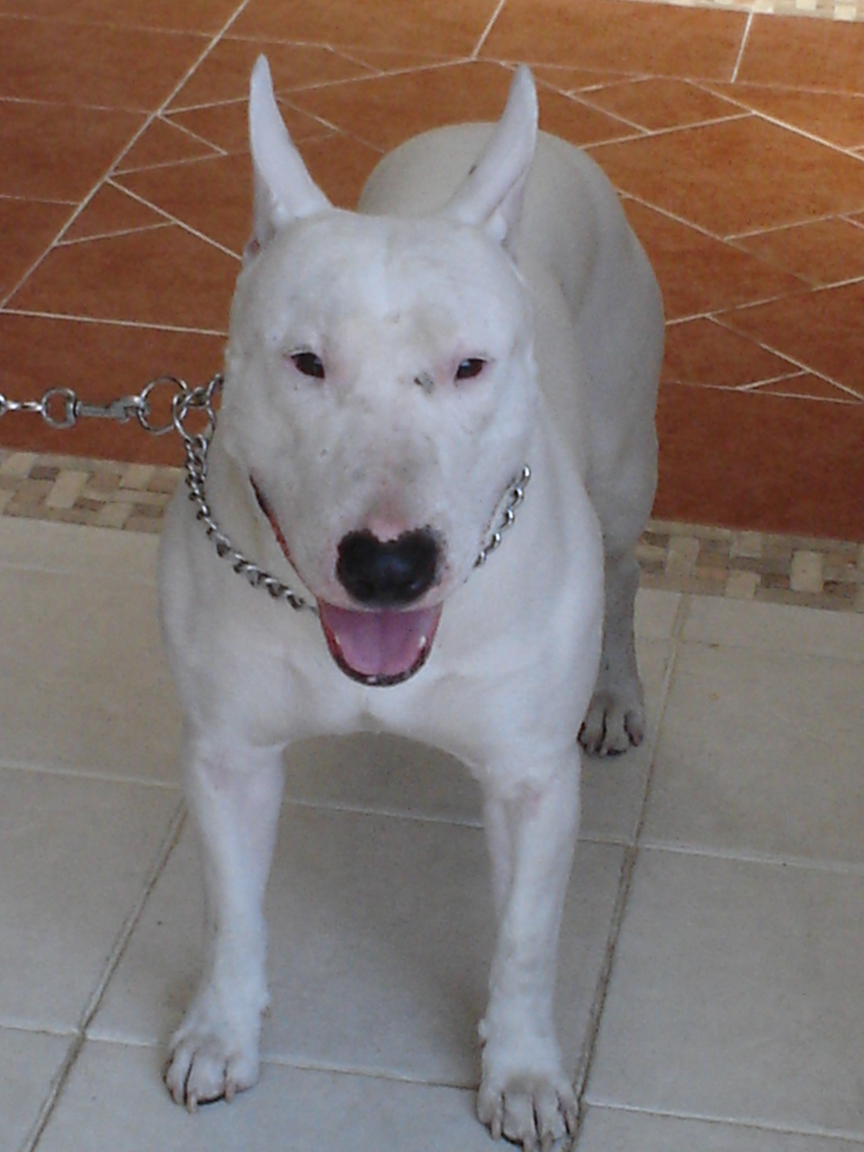 Dogue Brasileiro | GreatDogSite