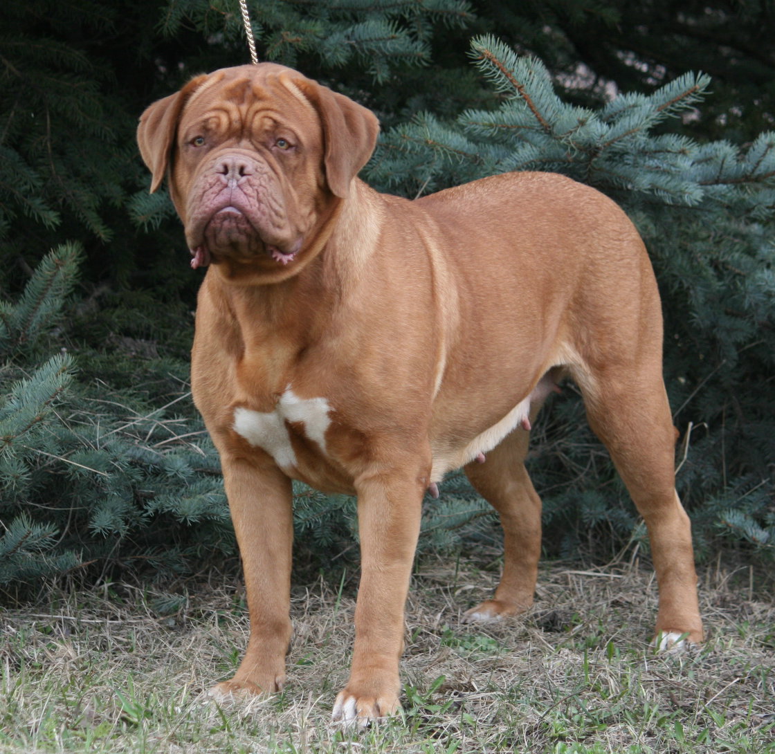 Dogue de Bordeaux | GreatDogSite