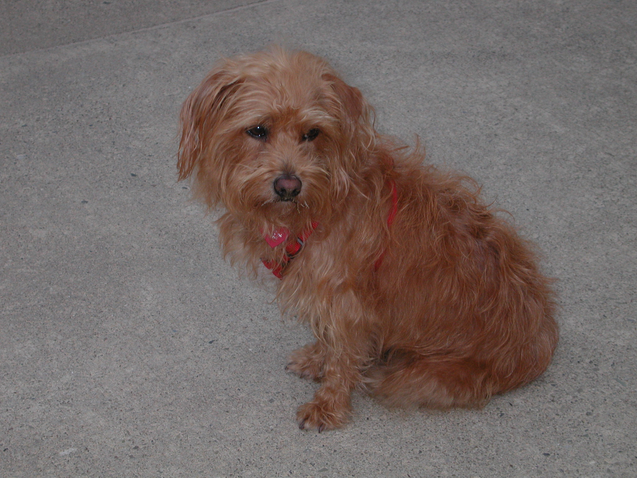 Dutch Smoushond | GreatDogSite