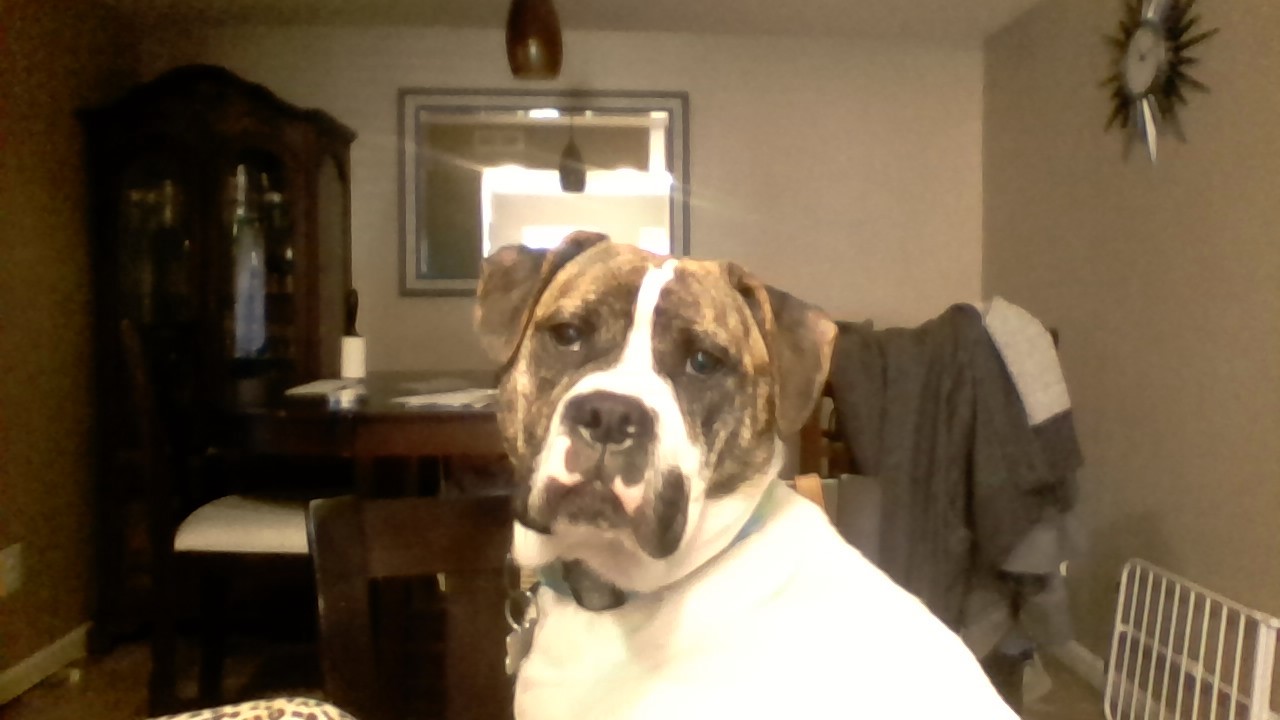 English Boston Bulldog | GreatDogSite