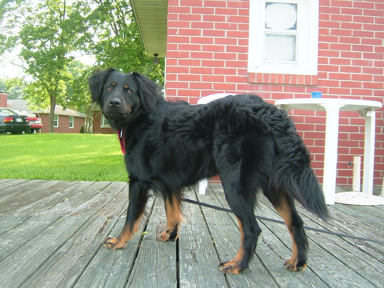 English Shepherd | GreatDogSite