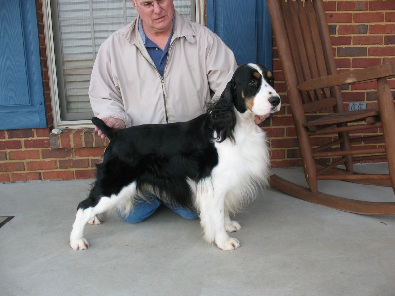 English Springer Spaniel | GreatDogSite