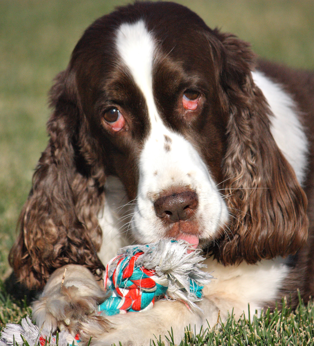 English Springer Spaniel | GreatDogSite