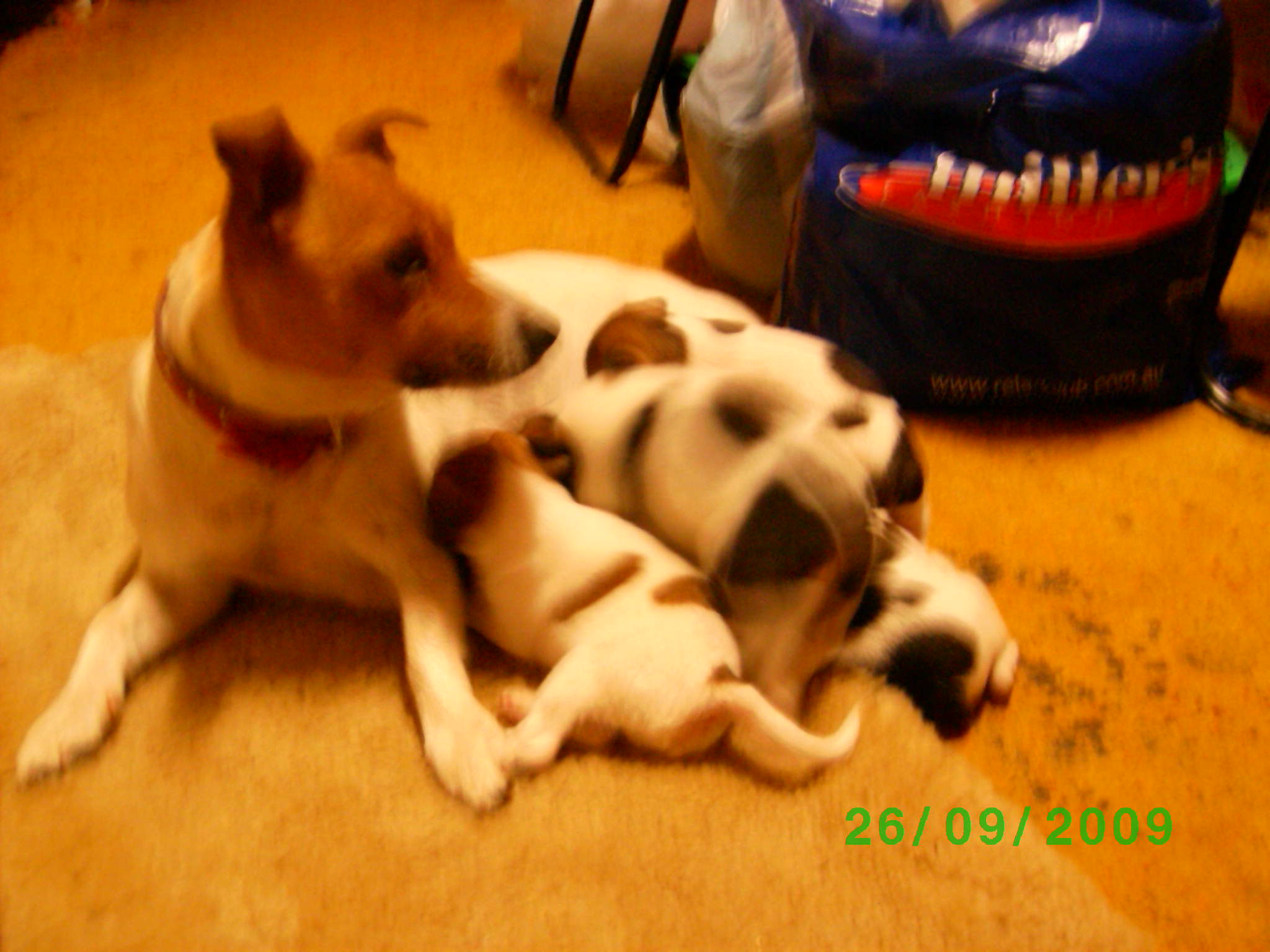 Foxy Russell | GreatDogSite