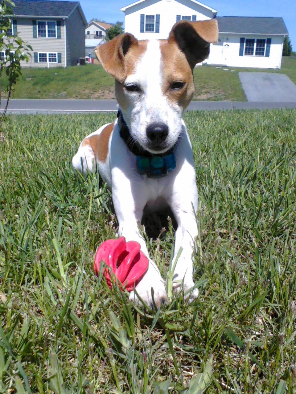 Foxy Russell | GreatDogSite