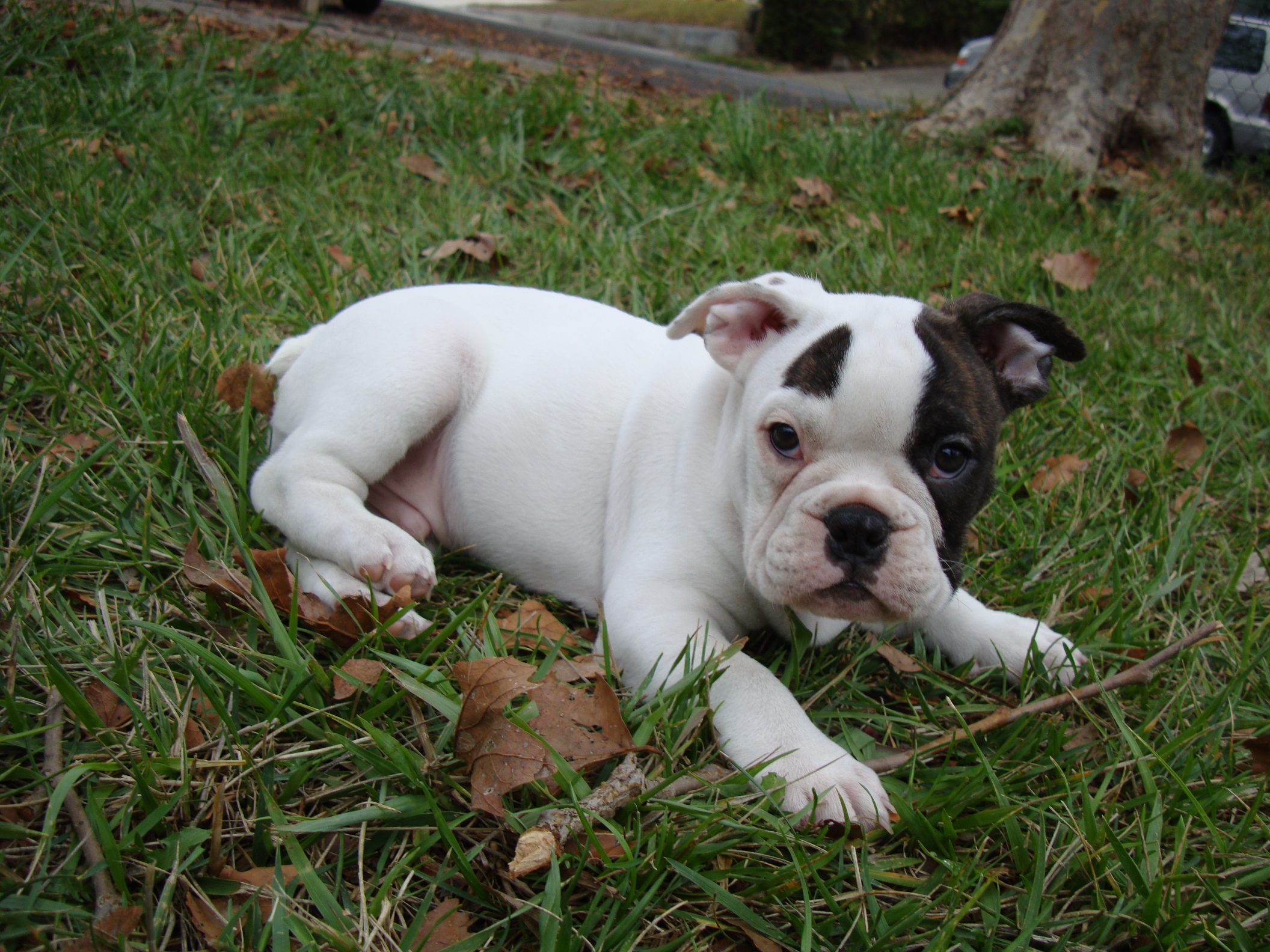 Free-Lance Bulldog | GreatDogSite