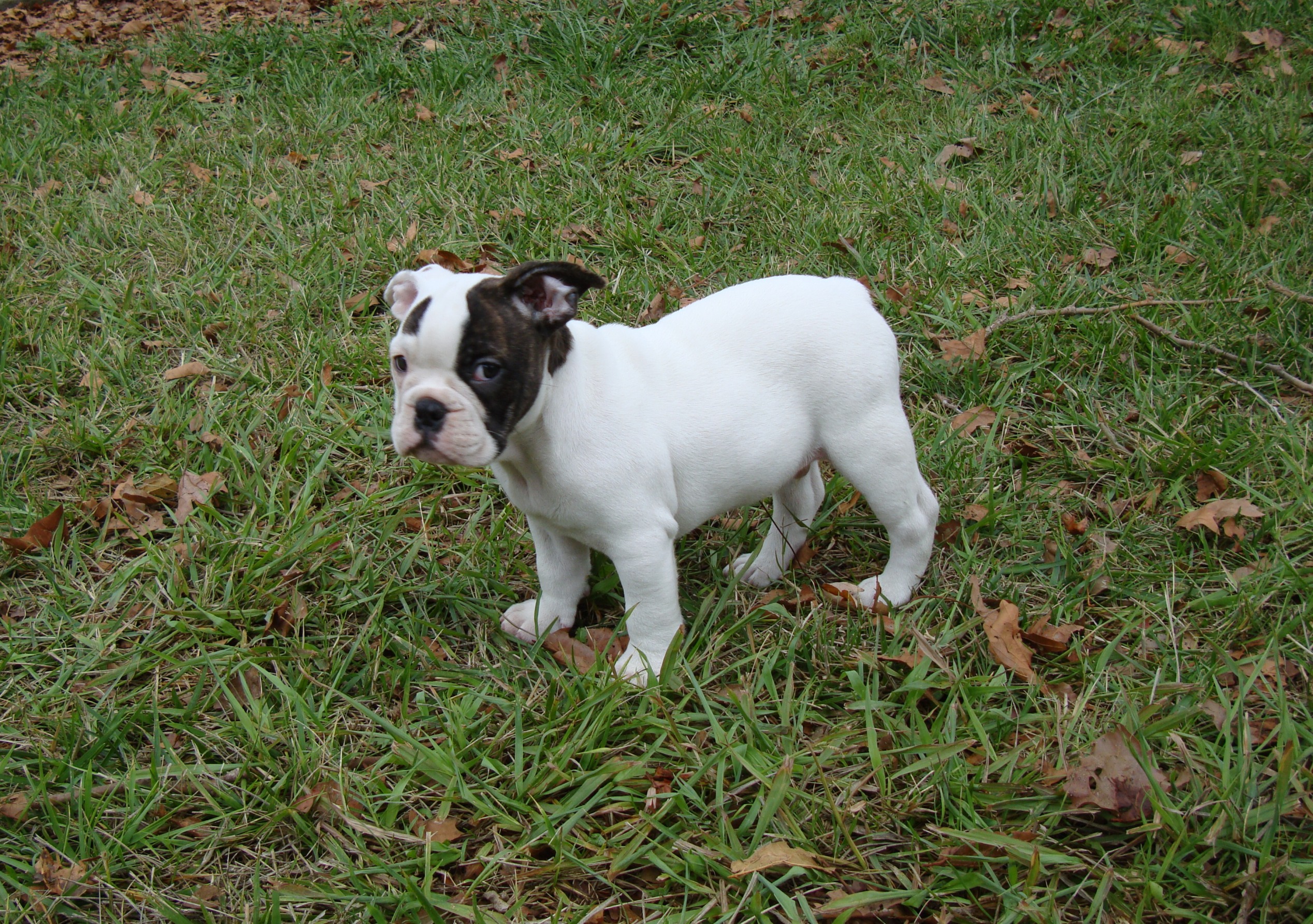 Free-Lance Bulldog | GreatDogSite