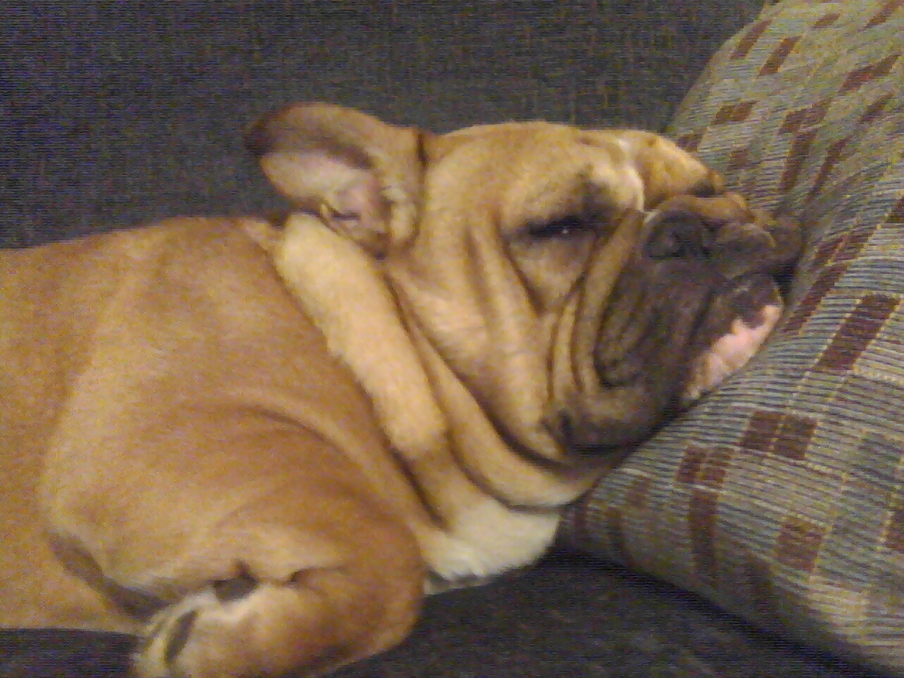 Free-Lance Bulldog | GreatDogSite