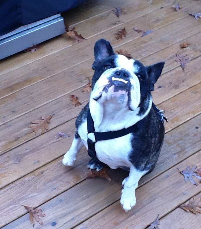 Free-Lance Bulldog | GreatDogSite